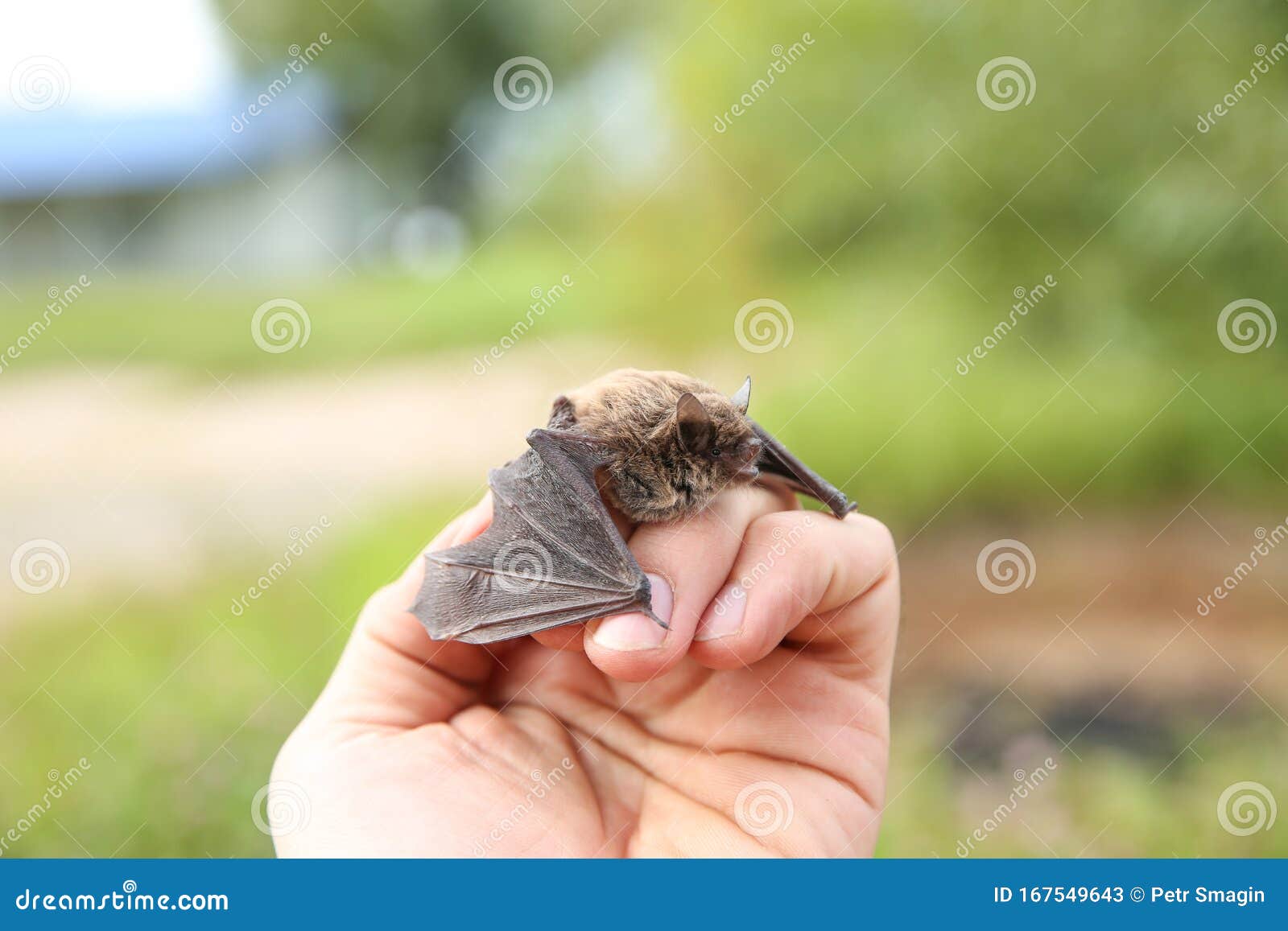 Little bat on man`s hand stock image. Image of fingers - 167549643