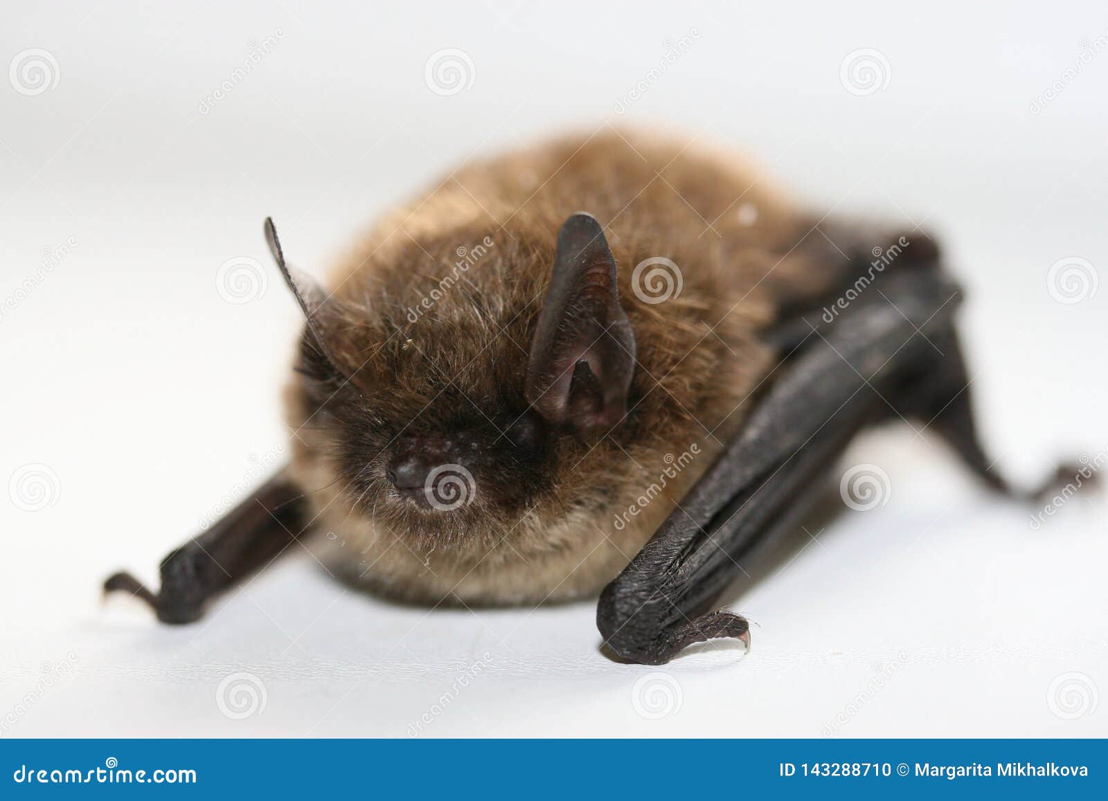 A little bat stock photo. Image of cute, little, white - 143288710