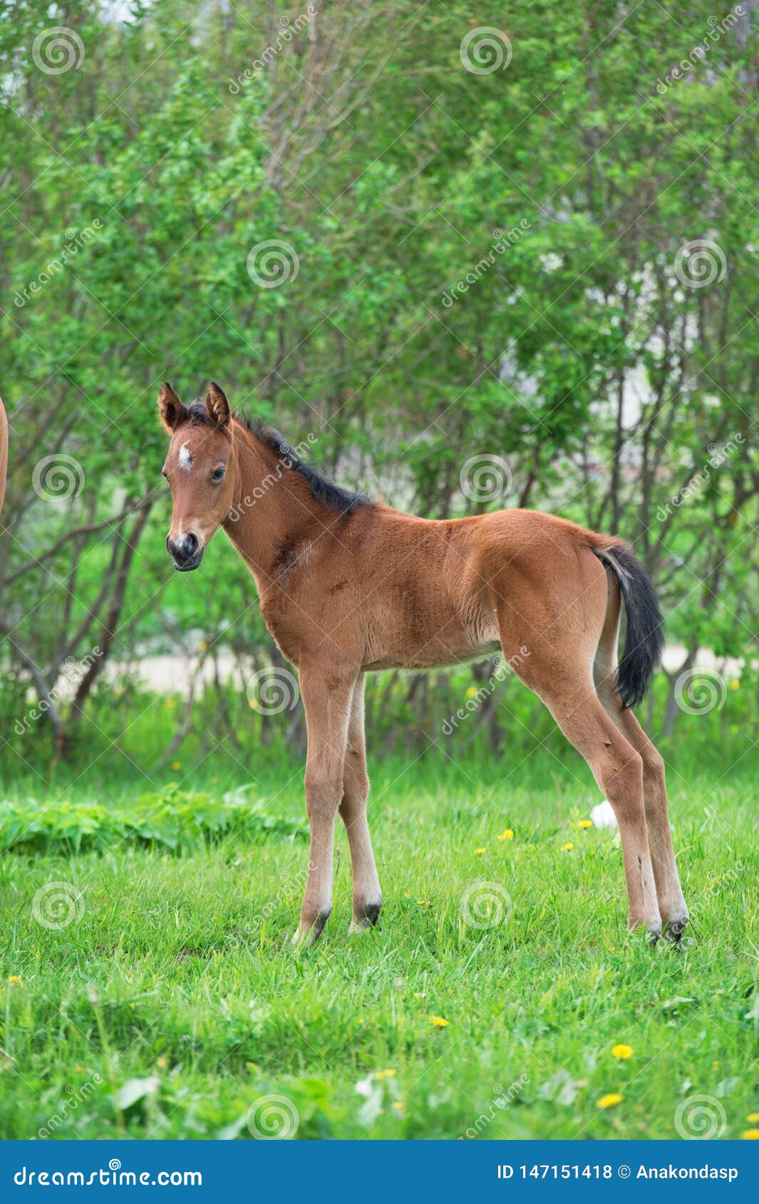 Little Bay Foal at Pasture. Summer Stock Photo - Image of background ...