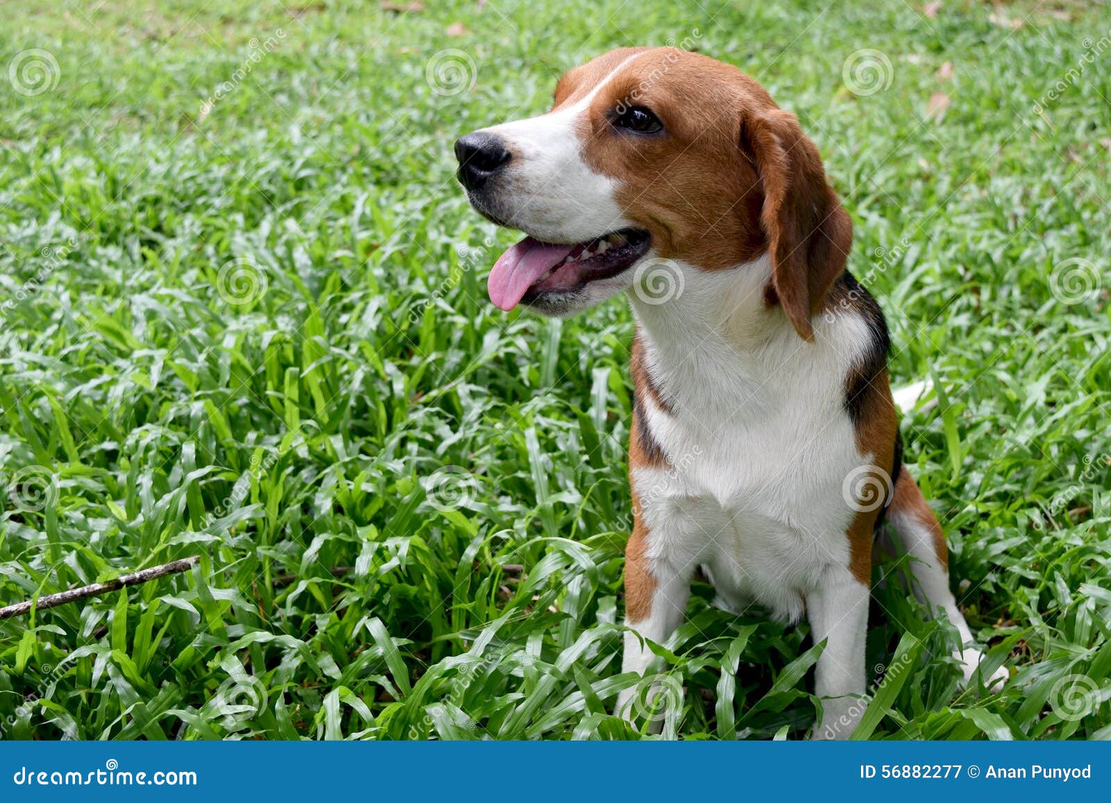 Little Beagle Puppy First Hunting In The High Gras Royalty-Free Stock ...