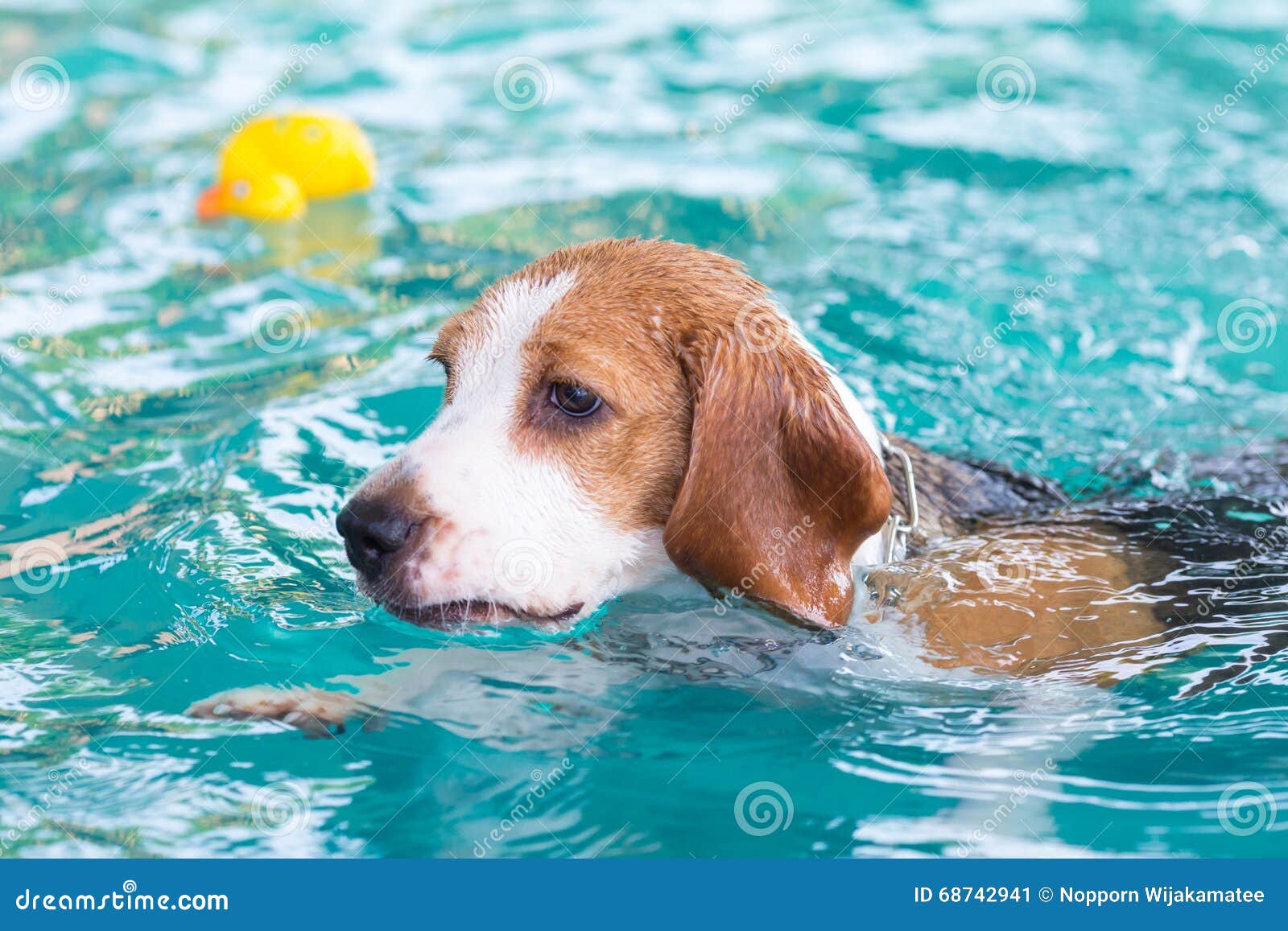 Little Beagle Dog Playing on the Swimming Pool Stock Image - Image of ...