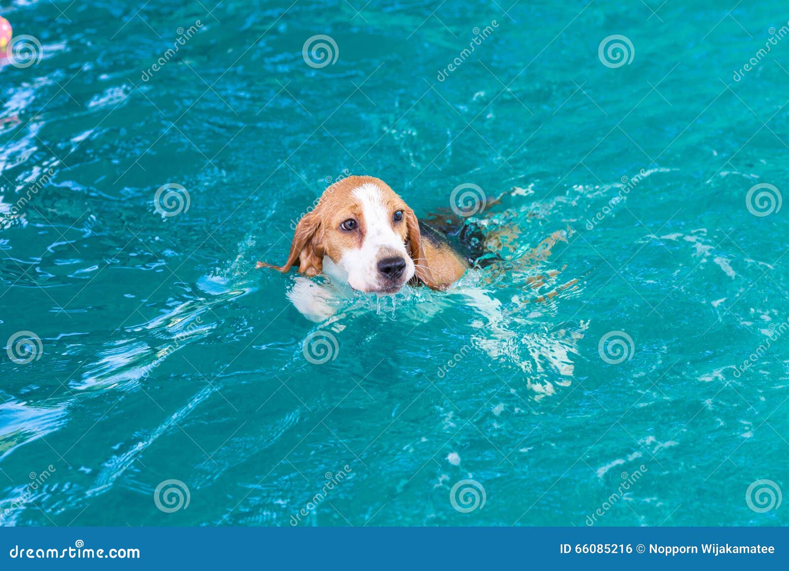 Little Beagle Dog Swimming in the Pool Stock Photo - Image of holiday ...