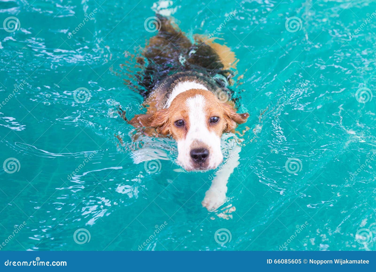 Little Beagle Dog Swimming in the Pool Stock Image - Image of doggy ...