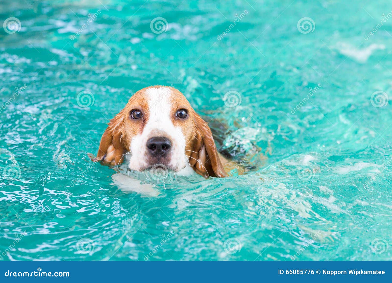 Little Beagle Dog Swimming in the Pool Stock Photo - Image of ring ...