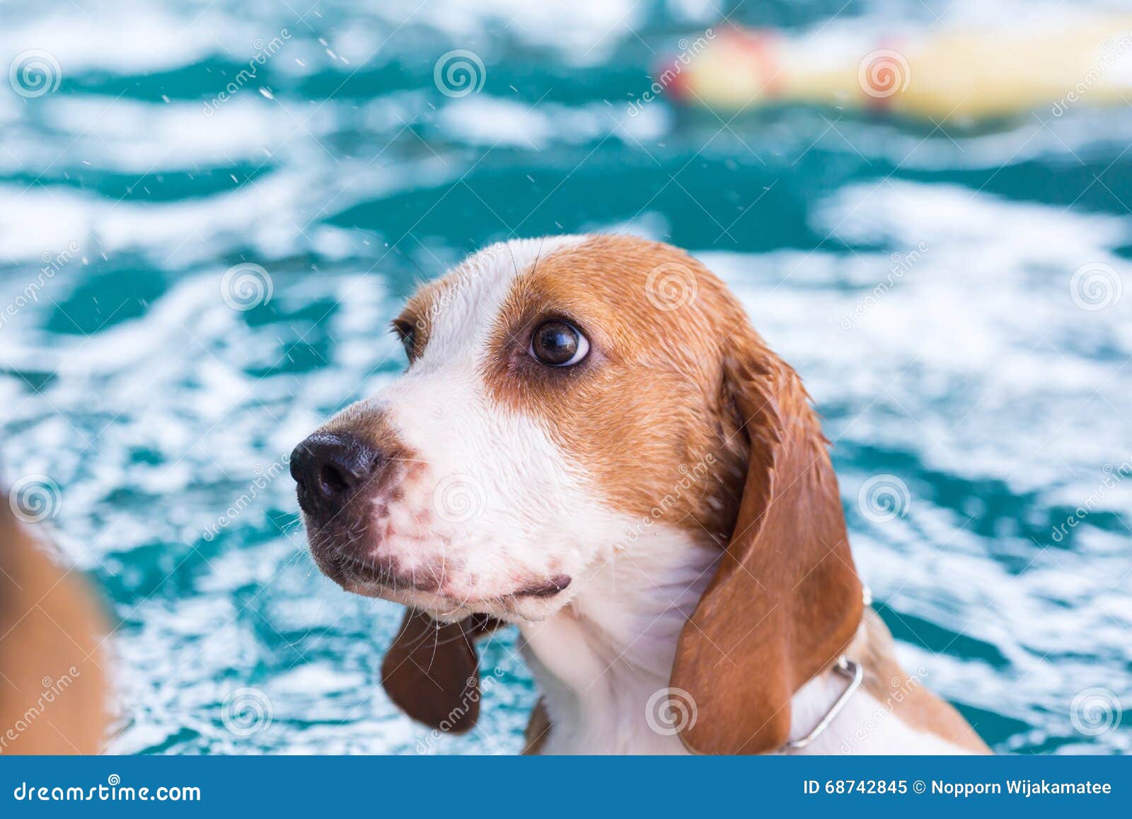 Little Beagle Dog on the Swimming Pool Stock Image - Image of eyes ...