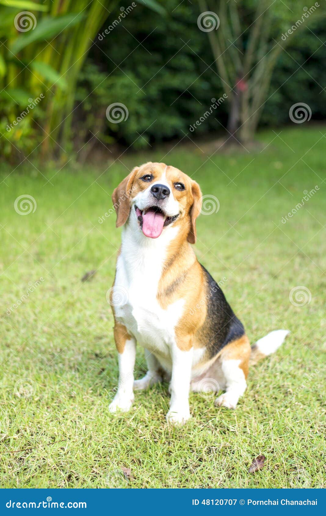 Little beagle puppy stock image. Image of mammal, exterior - 48120707