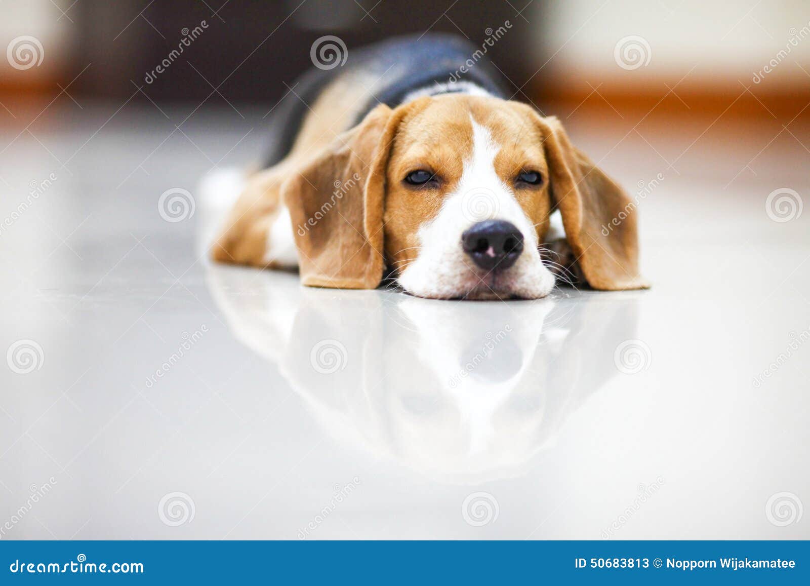 Little Beagle is sleepy stock image. Image of puppy, legs - 50683813