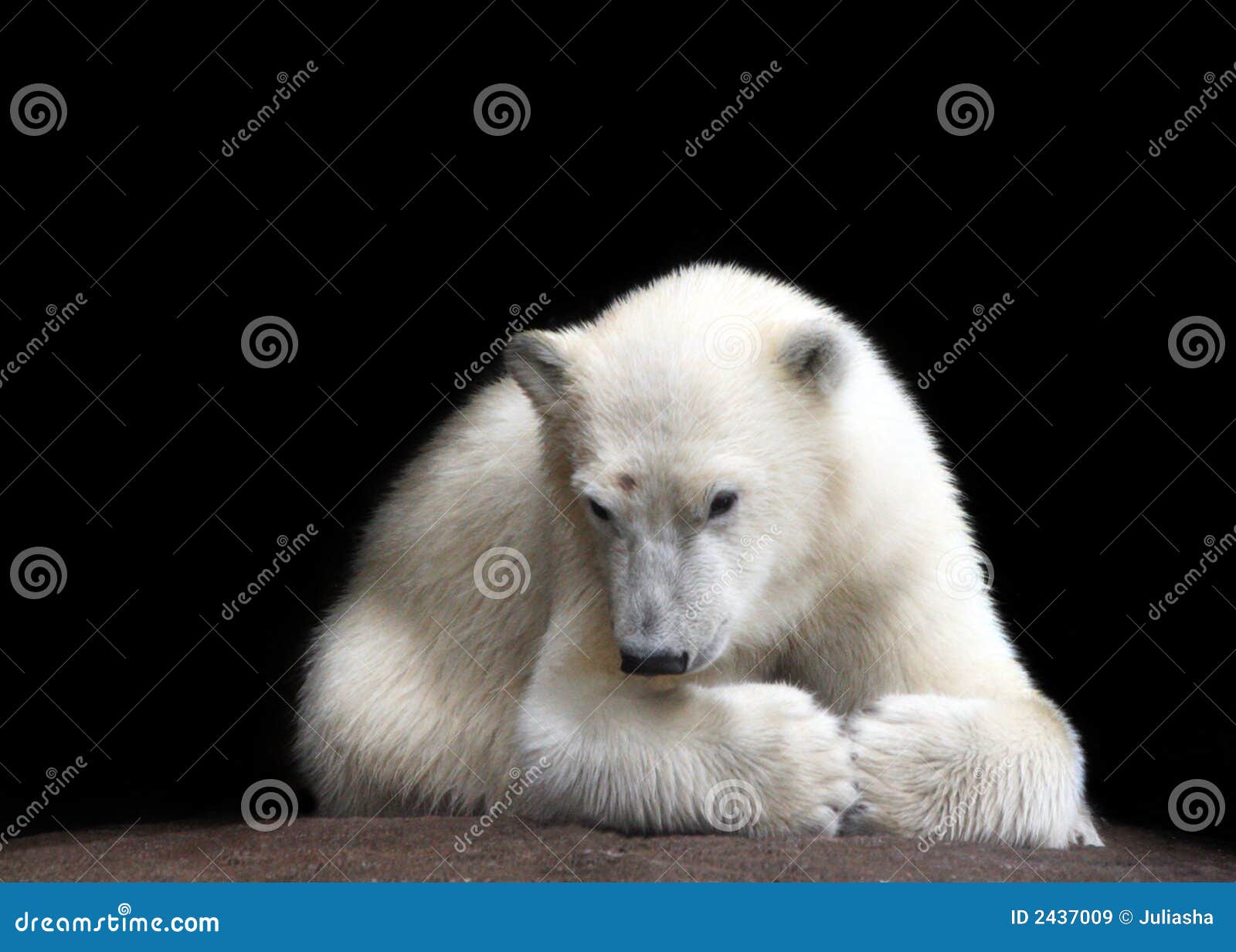 Little bear stock image. Image of mammal, bears, animals - 2437009