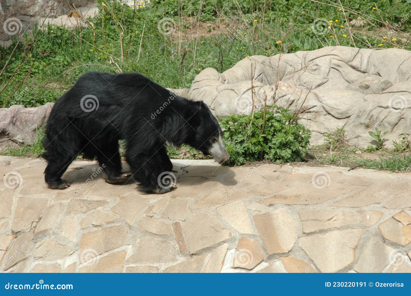 A Little Bear Cub Walks Around the Aviary. the Sloth Bear. a Bear Cub ...