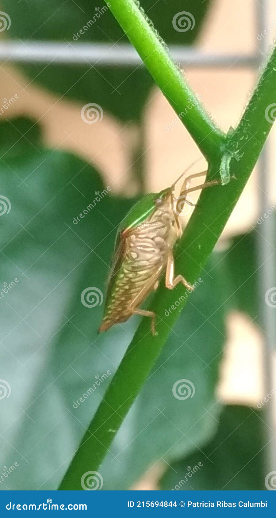 A little beatle stock photo. Image of beatle, invertebrate - 215694844