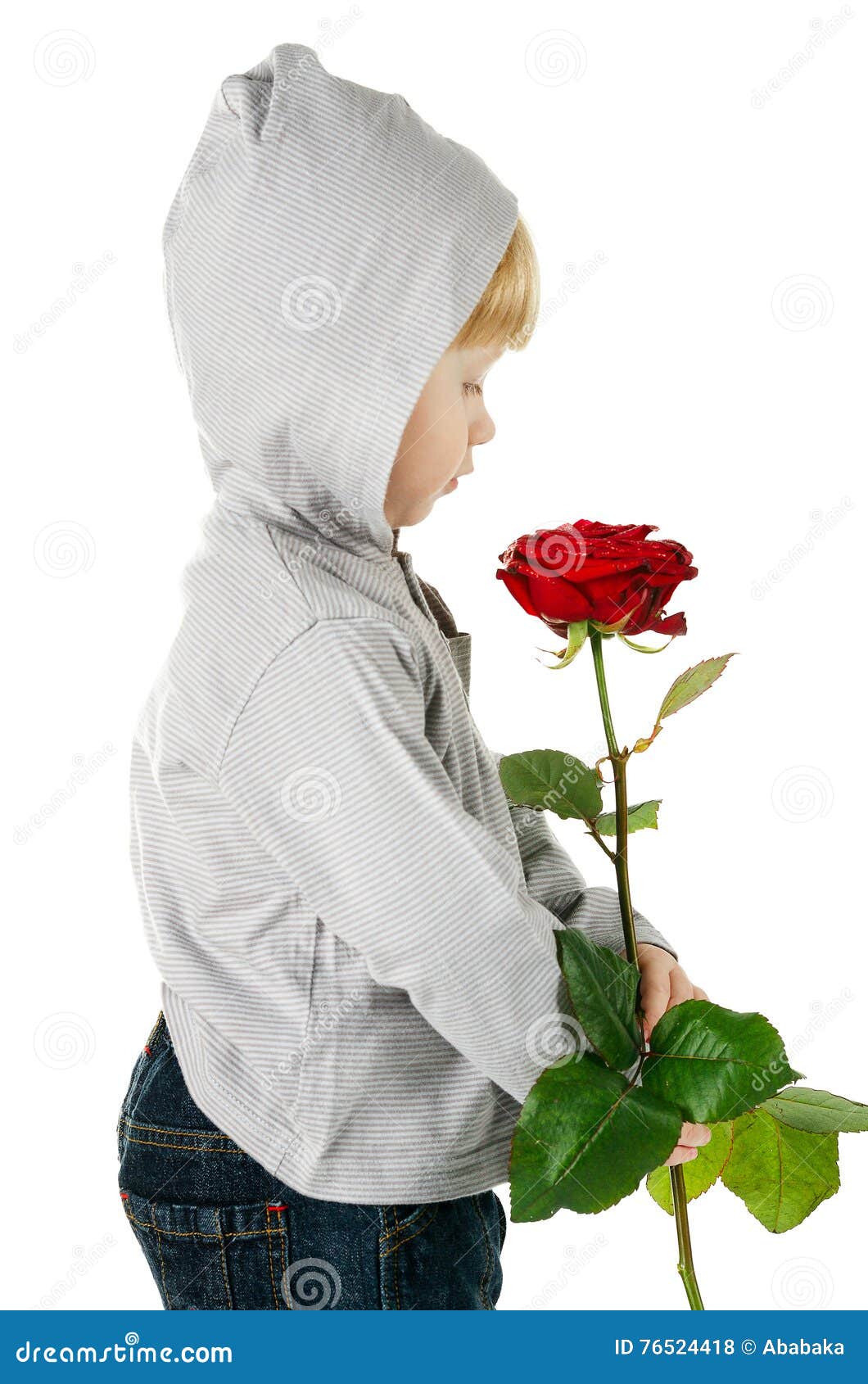 Little Beautiful Boy with Rose Isolated Stock Photo - Image of person ...