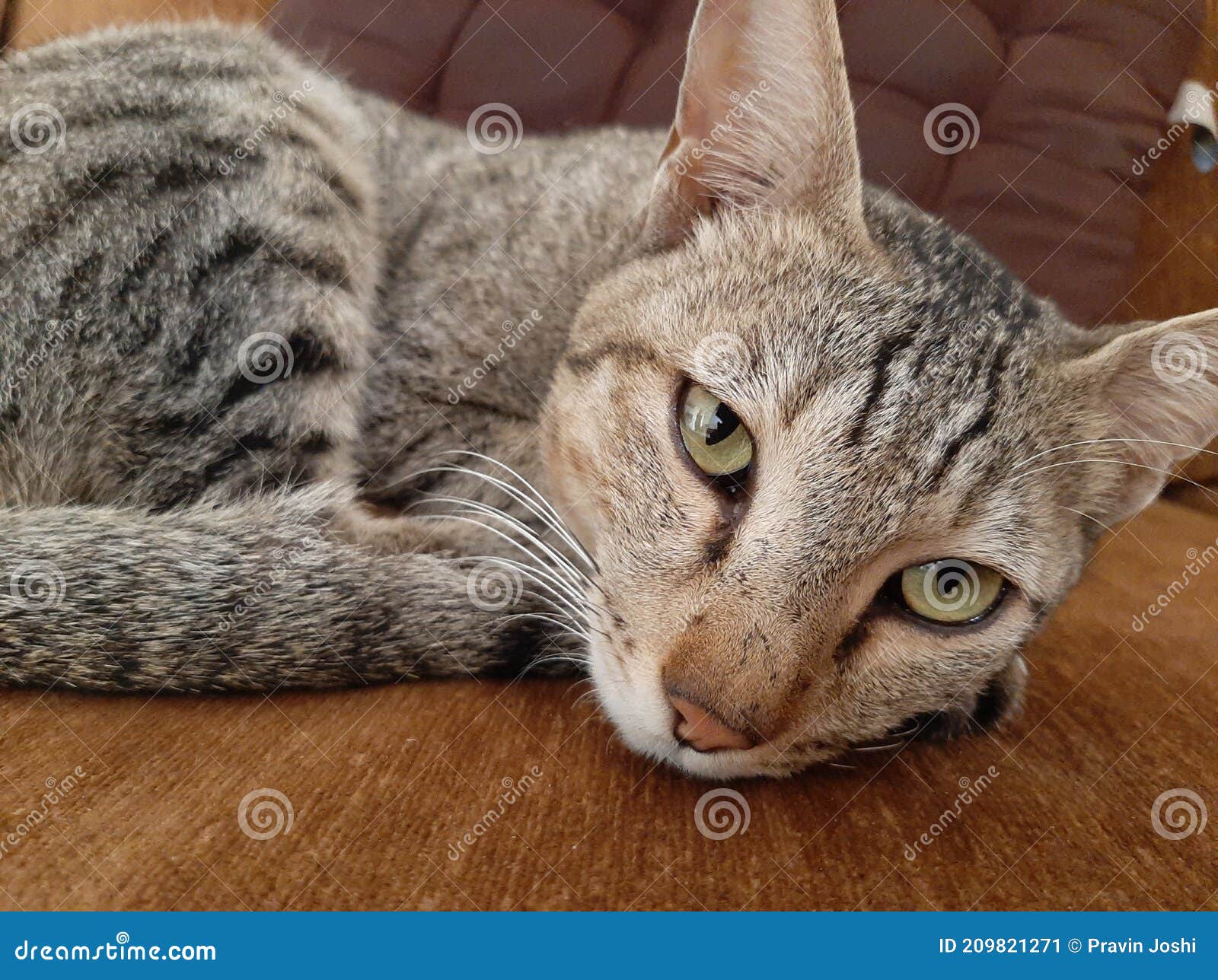 Little, beautiful catty stock image. Image of funnycat - 209821271