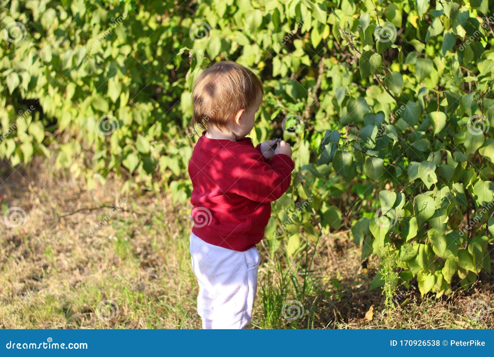 Little Beautiful Child Picks a Pear from a Tree Stock Photo - Image of ...