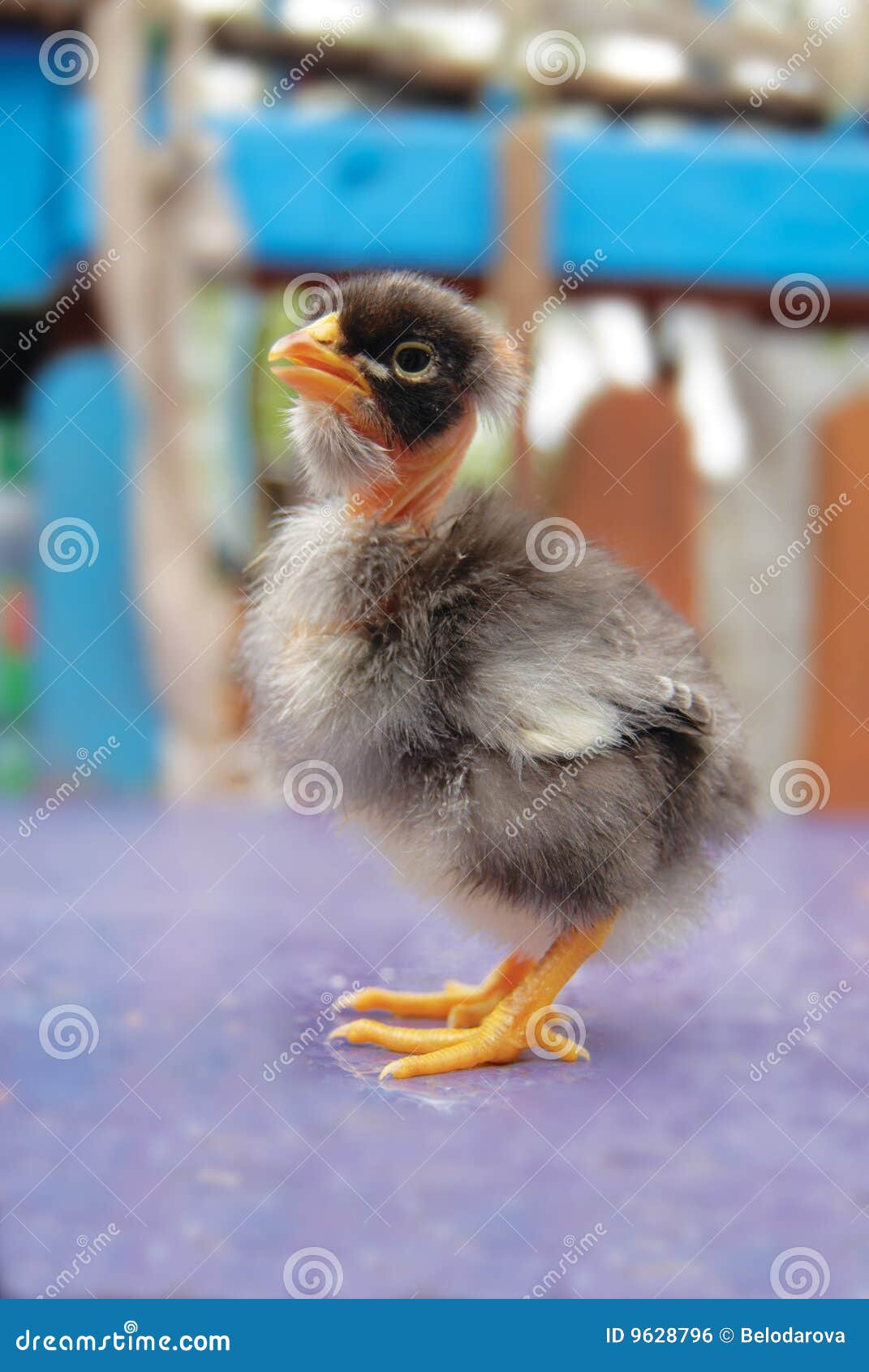 Little Beautiful Fuzzy Chicken Stock Photo - Image of holiday, animal ...