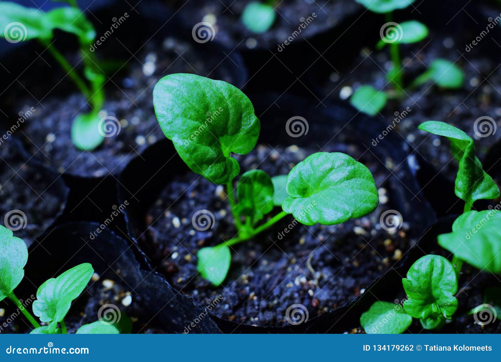 Little Beautiful Sprout Viola Flower in Spring Stock Photo - Image of ...