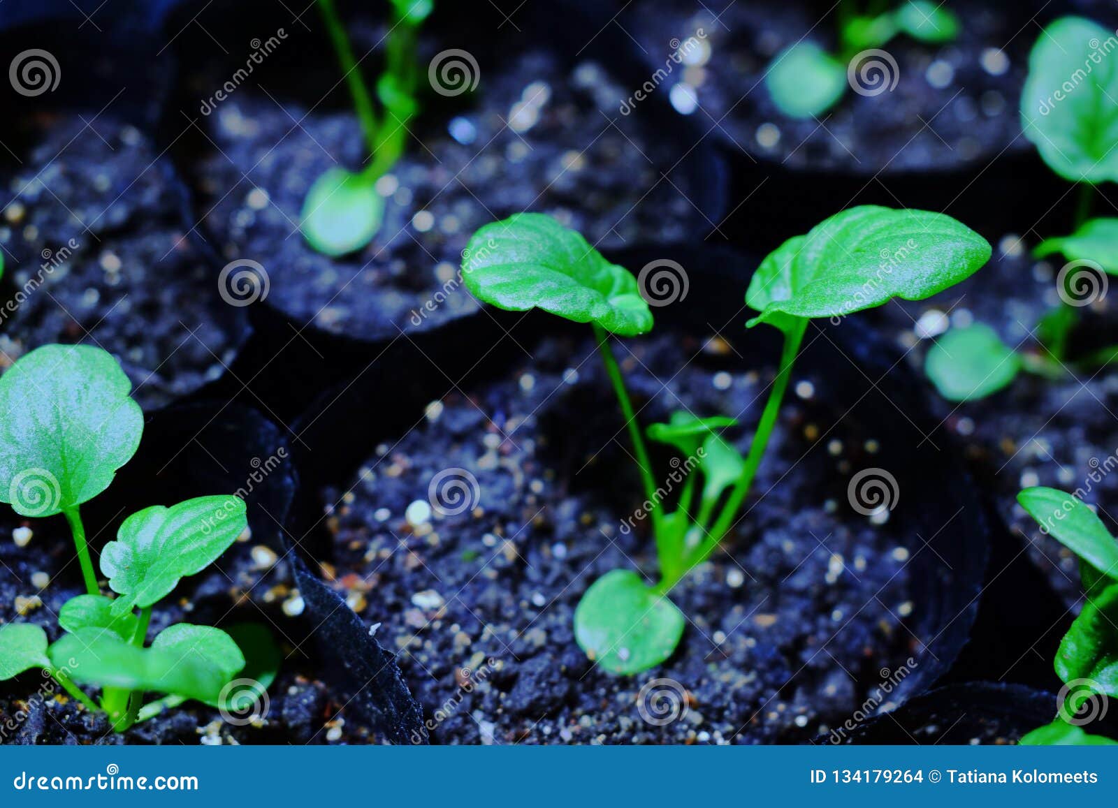 Little Beautiful Sprout Viola Flower in Spring Stock Photo - Image of ...