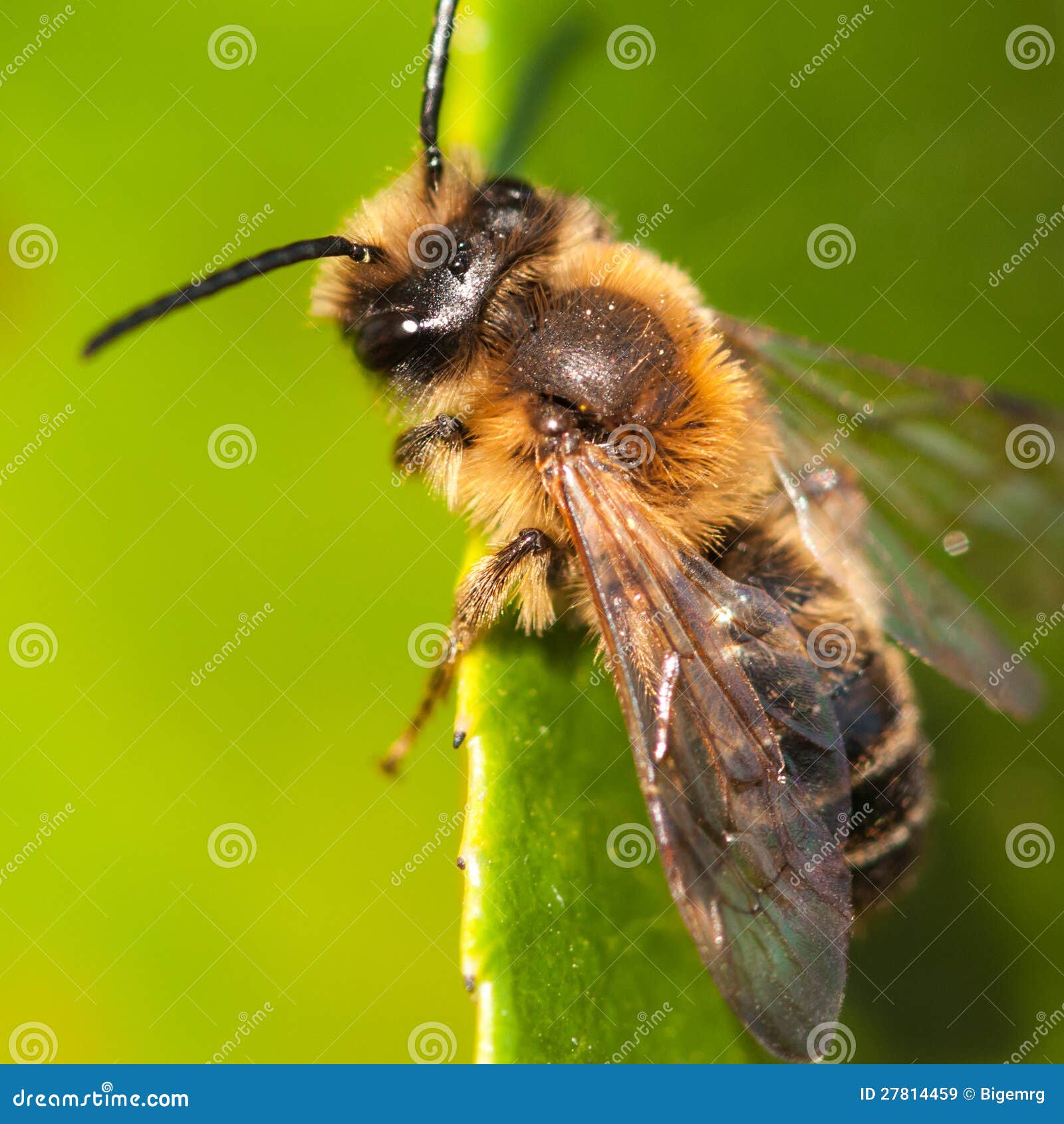 Little Bee stock image. Image of leaf, wildlife, hair - 27814459