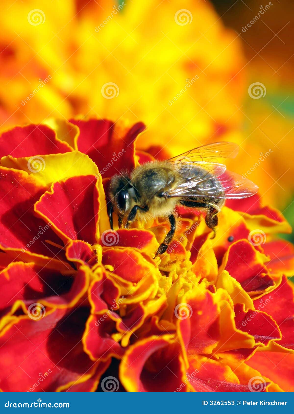 Little Bee stock image. Image of animal, busy, insect - 3262553
