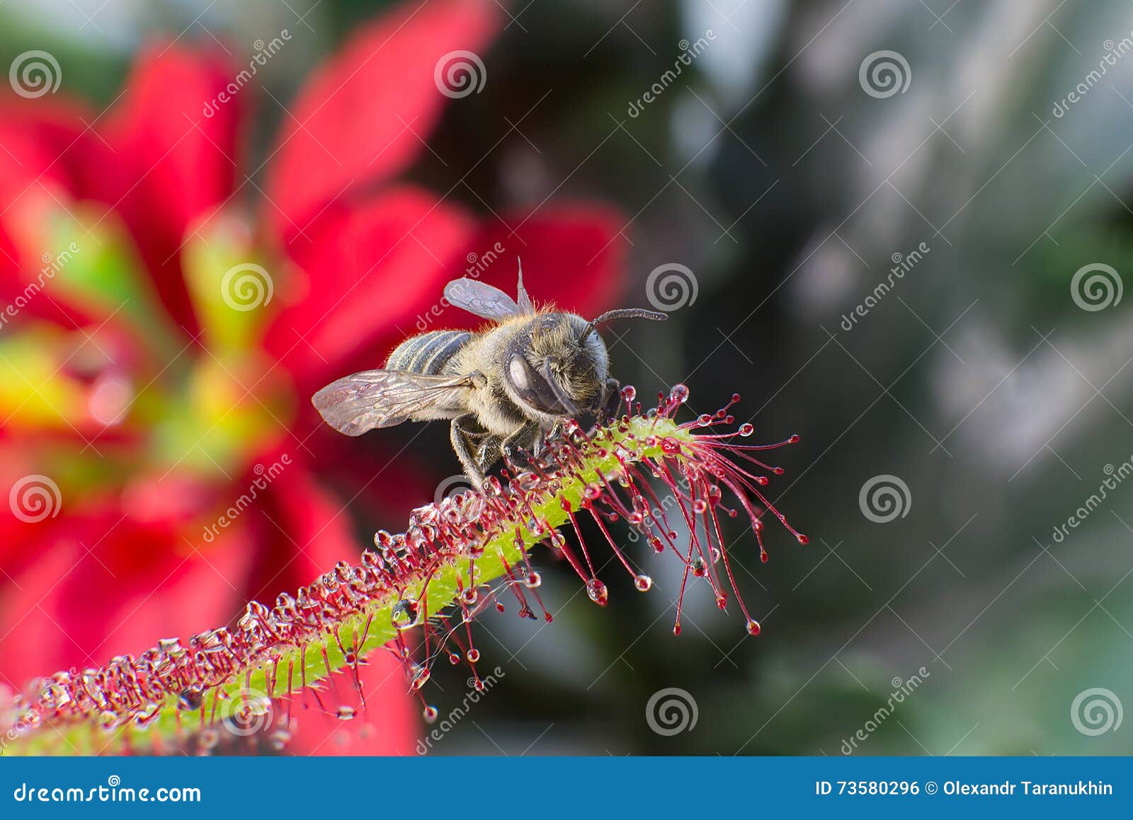 Little Bee Catched by Carnivorous Sundew Stock Photo - Image of devour ...