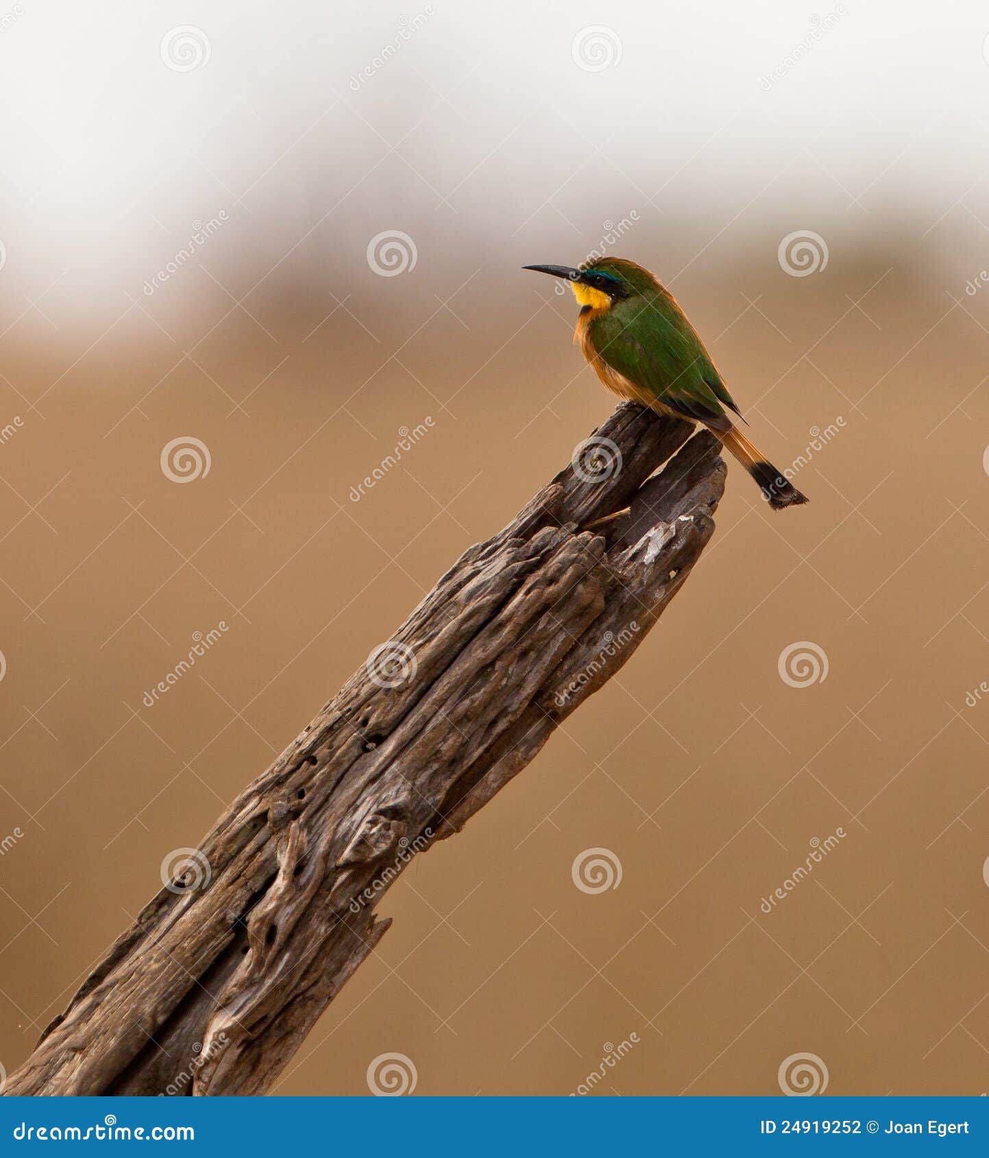 Little Bee-eater stock photo. Image of east, alone, habitat - 24919252
