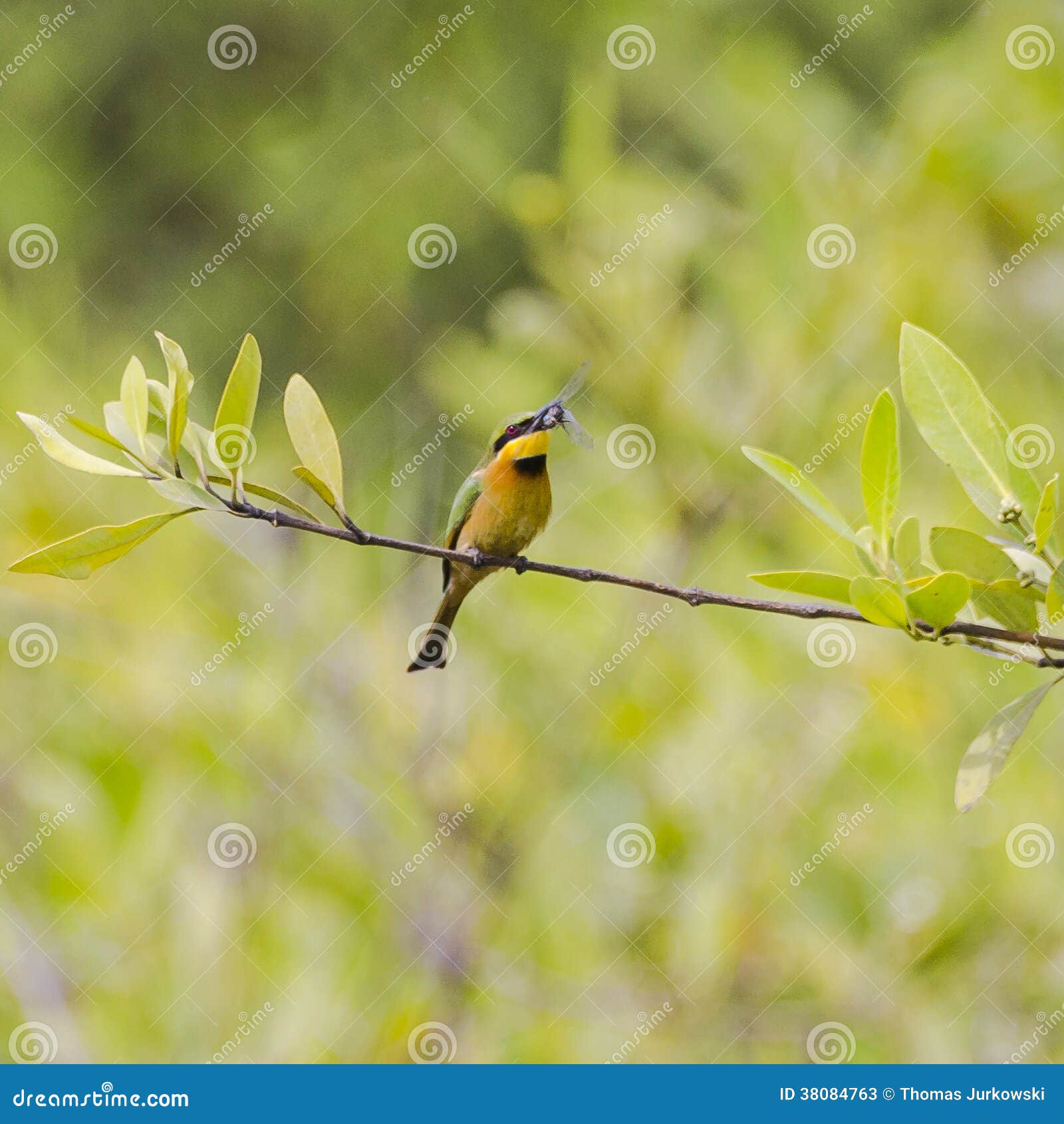 Little Bee-eater stock image. Image of bronze, colour - 38084763