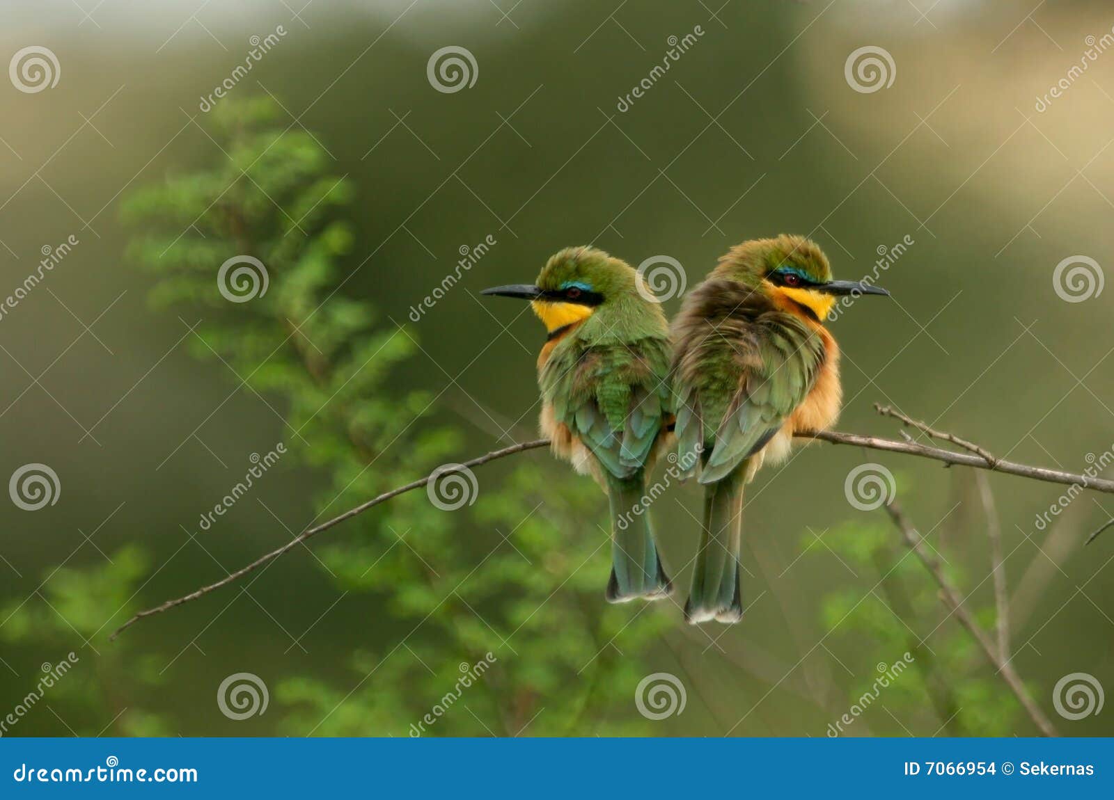 Little bee-eater stock photo. Image of game, serengeti - 7066954