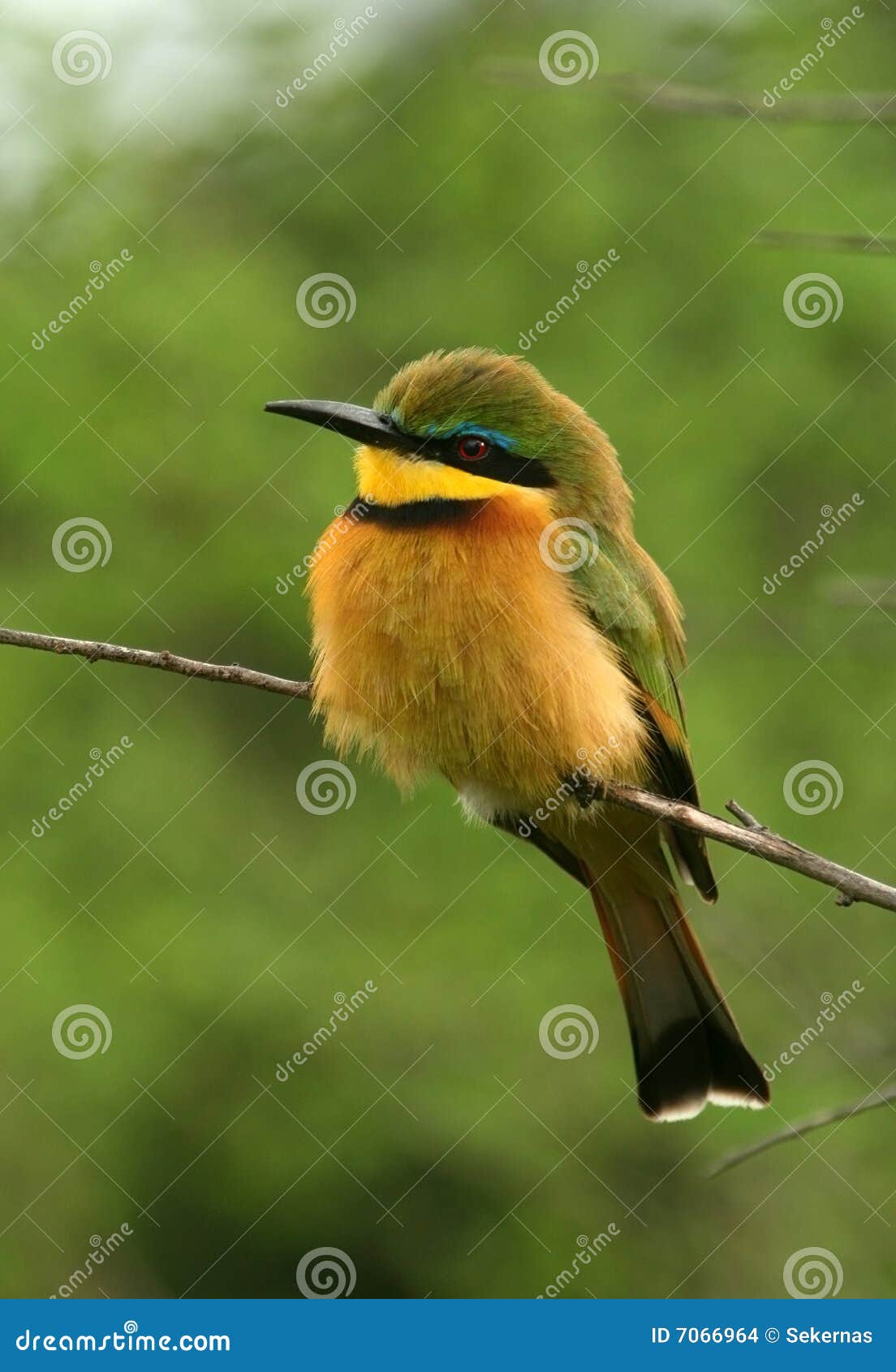 Little bee-eater stock photo. Image of exotic, serengeti - 7066964