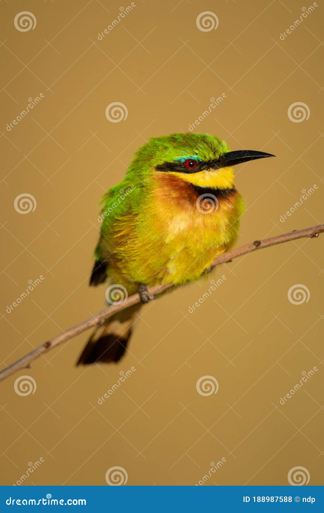 Little Bee-eater on Branch with Blurred Background Stock Photo - Image ...
