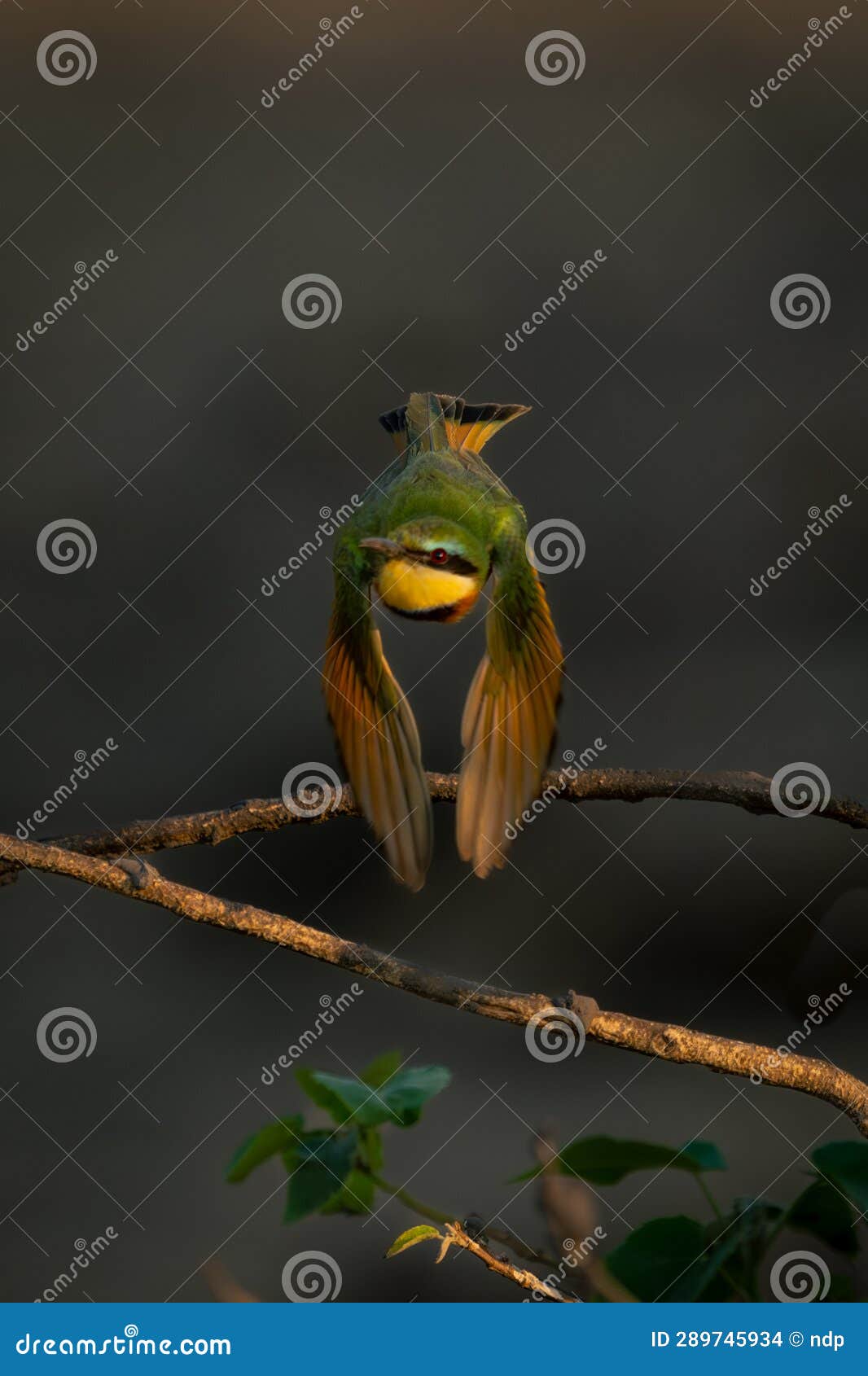 Little Bee-eater with Catchlight Flies Beating Wings Stock Photo ...