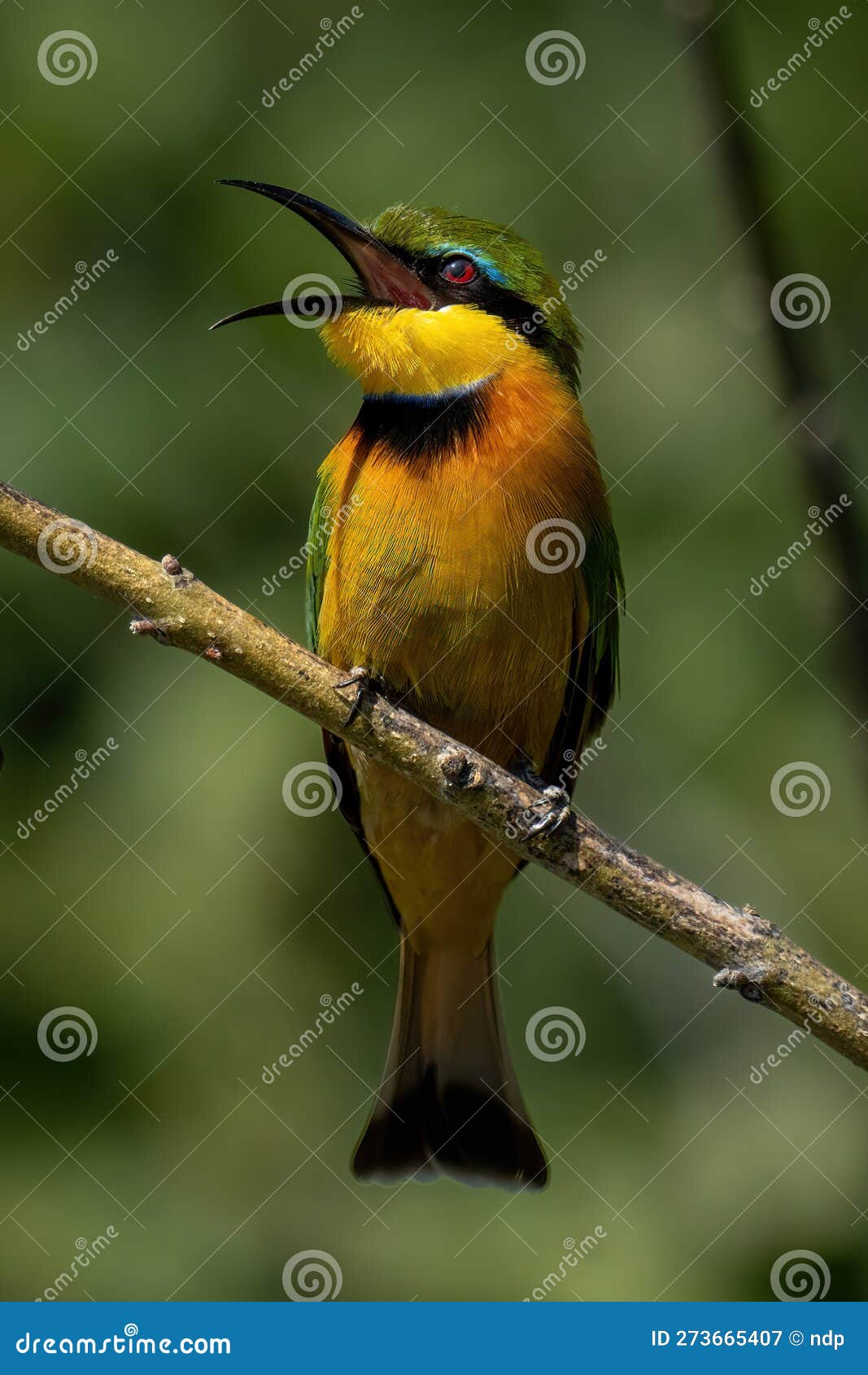 Little Bee-eater on Diagonal Branch Opens Beak Stock Image - Image of ...