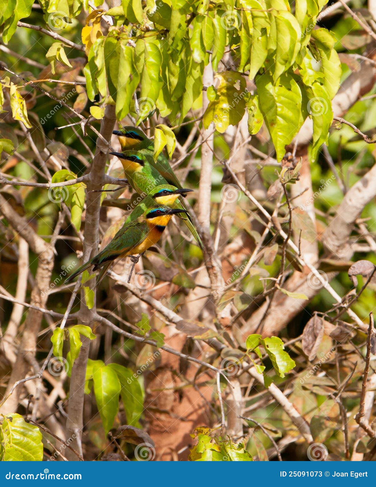 Little Bee-eater family stock image. Image of colours - 25091073