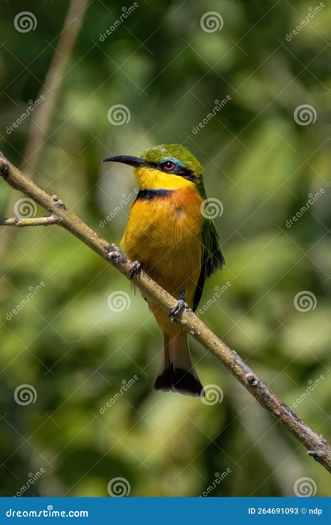Little Bee-eater on Slanted Branch Facing Left Stock Image - Image of ...