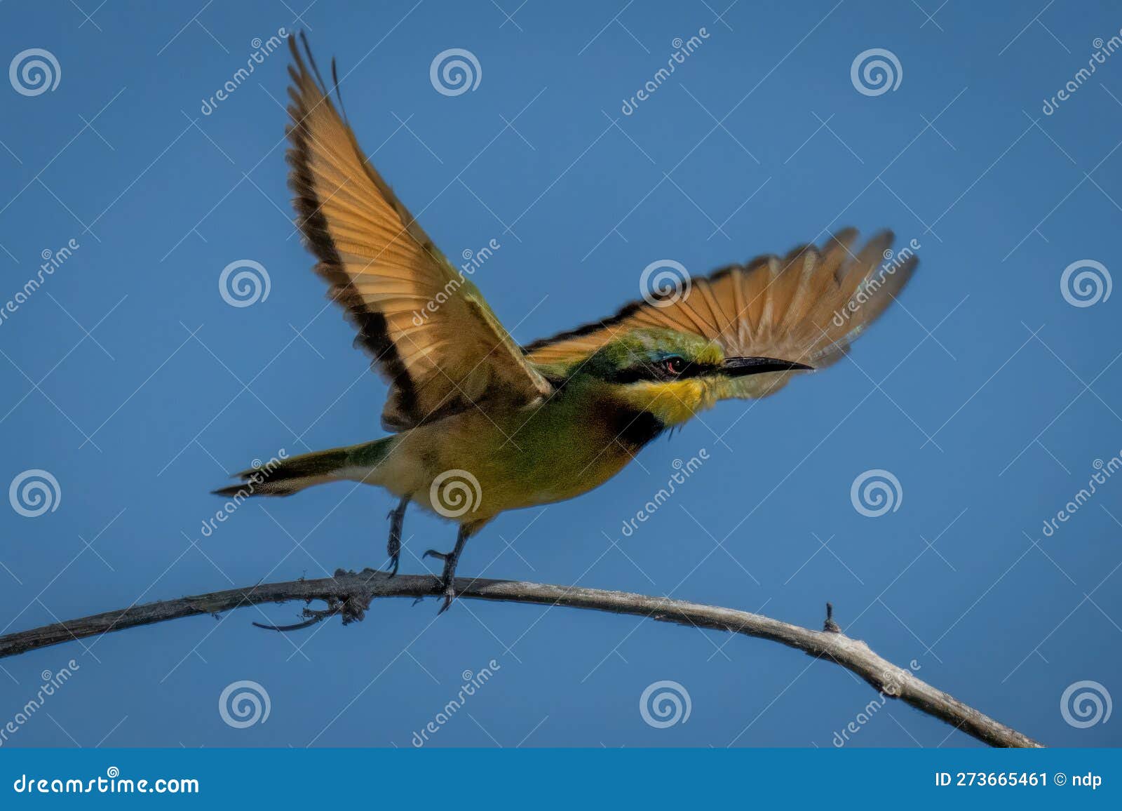 Little Bee-eater Spreads Wings To Take Off Stock Image - Image of chobe ...