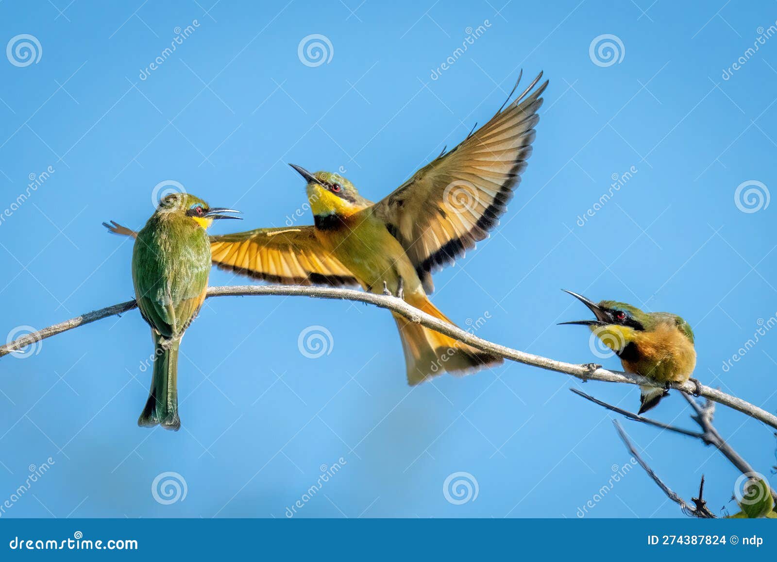 Little Bee-eaters on Branch Chasing Away Another Stock Photo - Image of ...