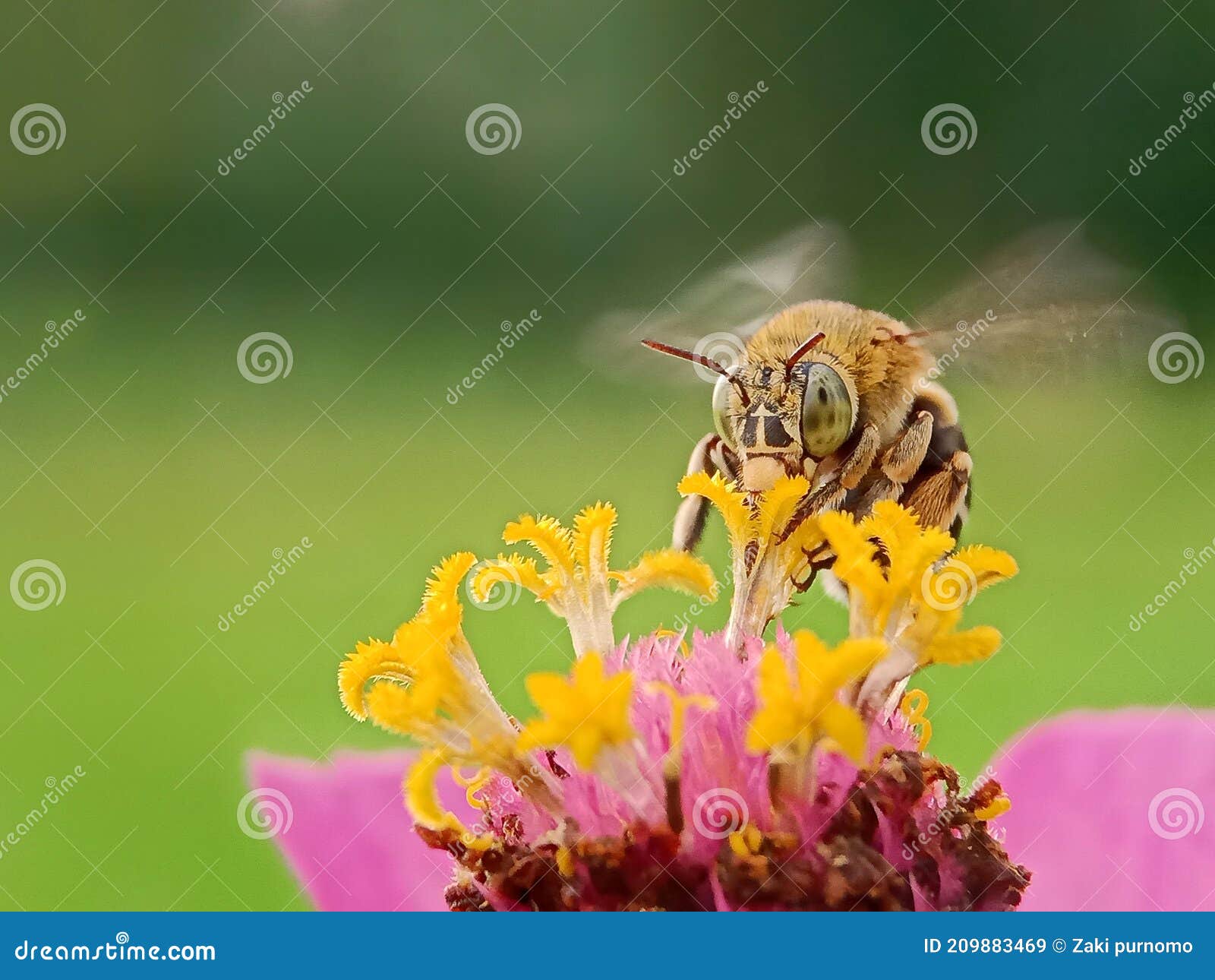 Little bee freezing stock image. Image of wildflower - 209883469
