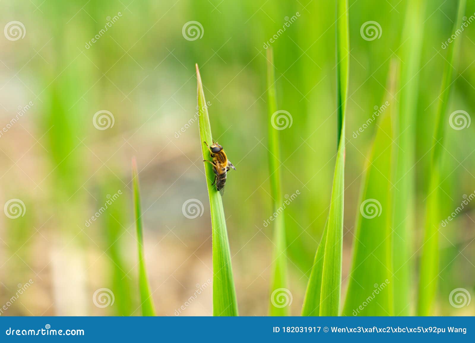 Little Bee on the Blade of Grass Stock Image - Image of flower ...