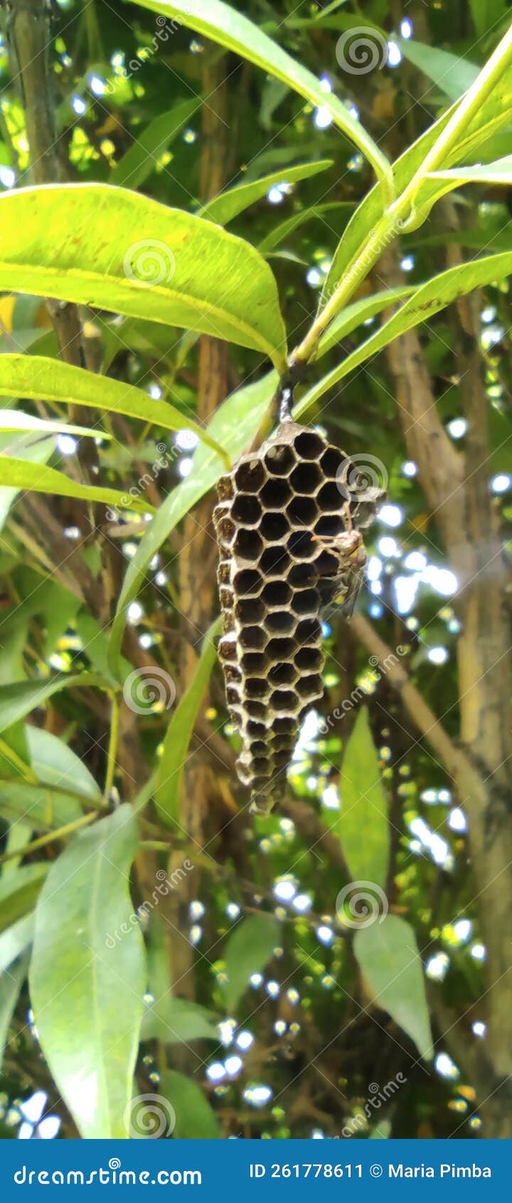 Little Bee hive stock image. Image of arthropod, hive - 261778611