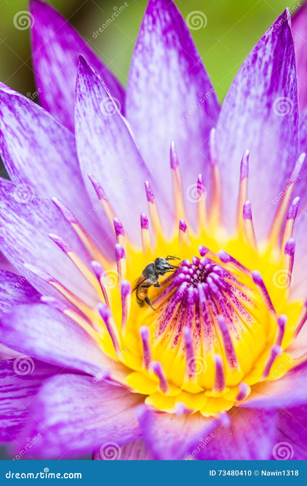 Little bee on lotus flower stock photo. Image of colorful - 73480410