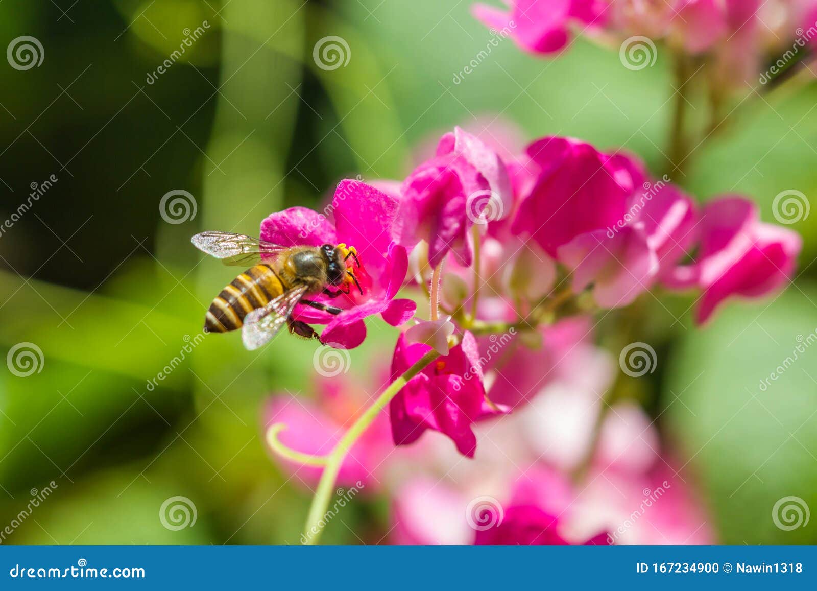 Bee on Mexican Creeper Flower Stock Photo - Image of sunshine, beauty ...