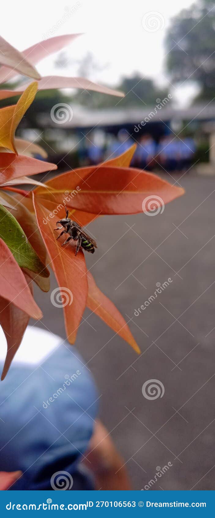 Little bee unique stock image. Image of animal, tree - 270106563