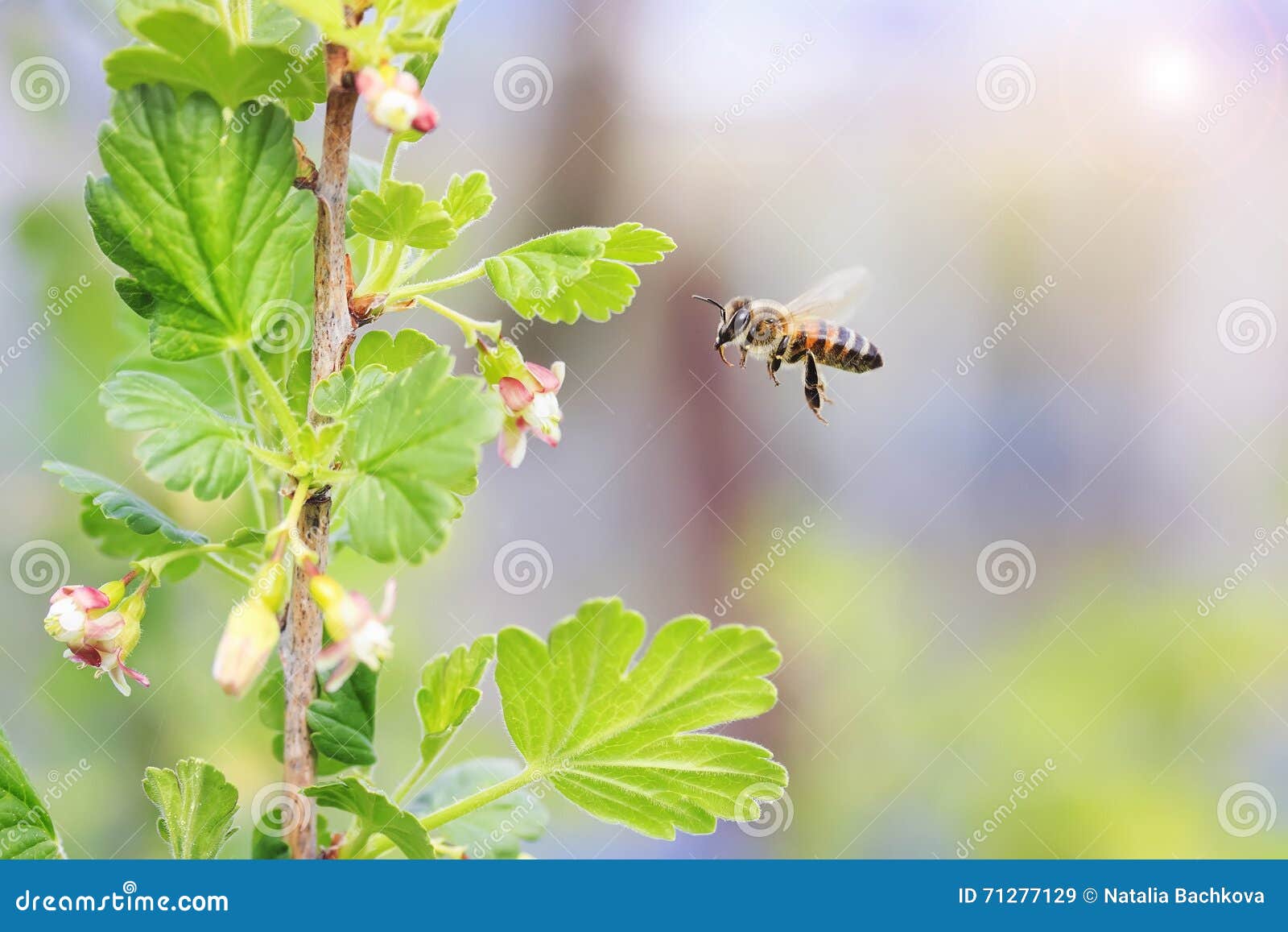 Little Bees Flying Over Flowering Branches Stock Image - Image of ...