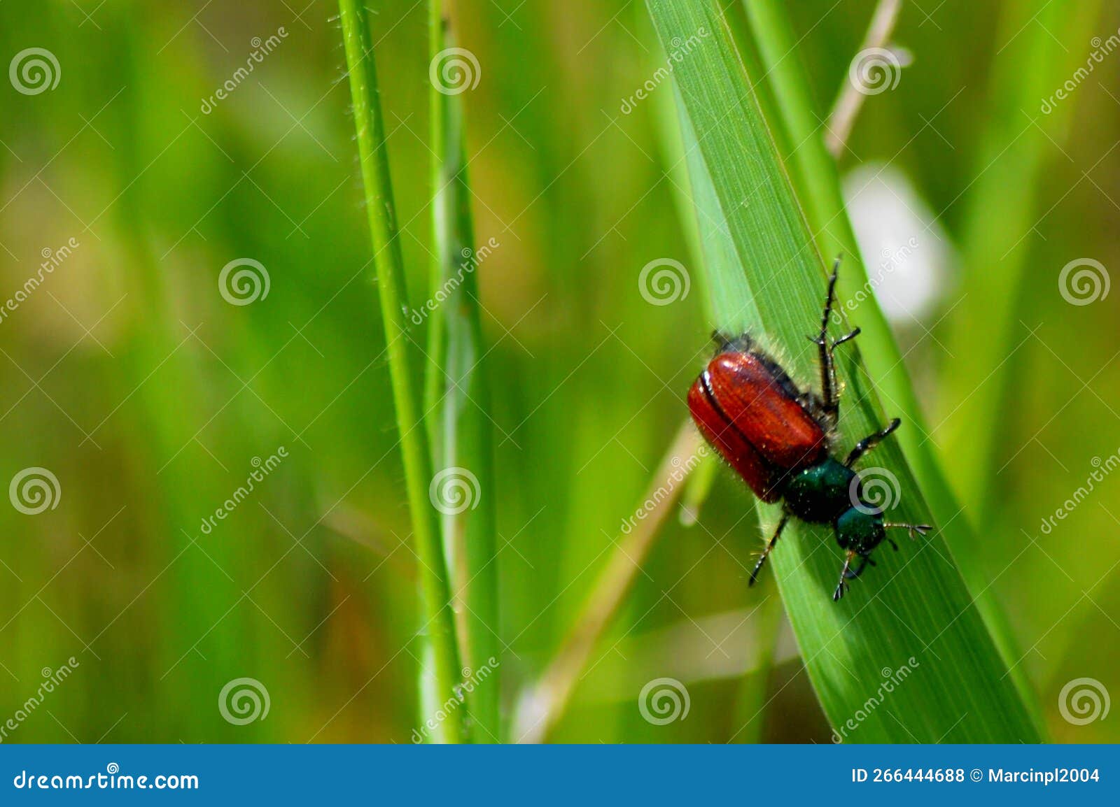 Little beetle stock photo. Image of dragonfly, damselfly - 266444688