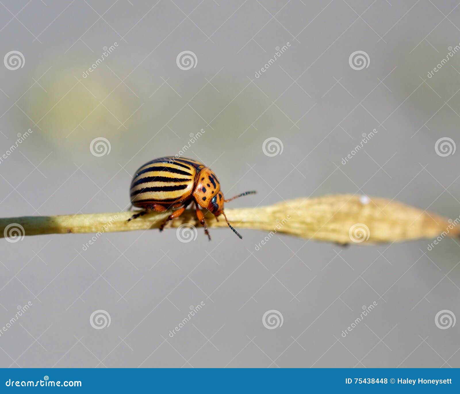 Little beetle in nature stock photo. Image of close, tiny - 75438448