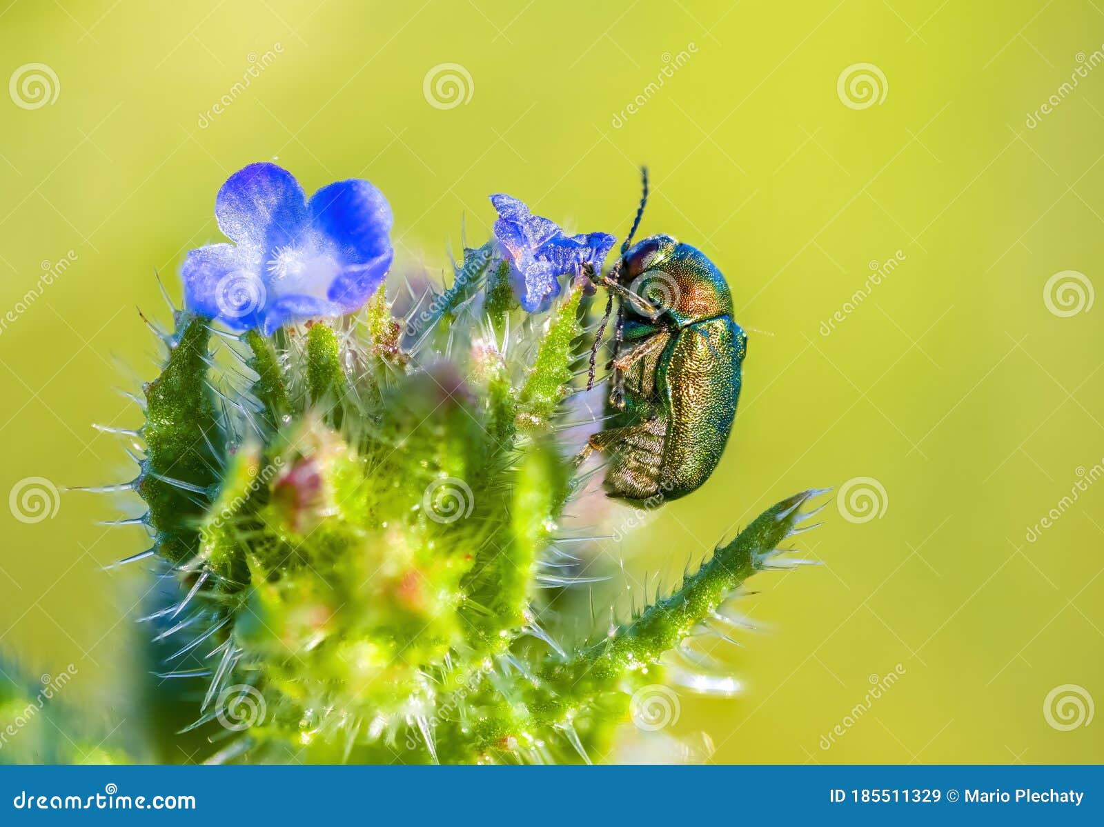 Little Beetle on a Plant in Nature Stock Image - Image of fauna ...