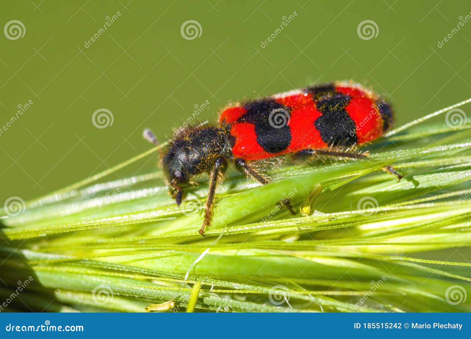 Little Beetle on a Plant in Nature Stock Photo - Image of beetle ...