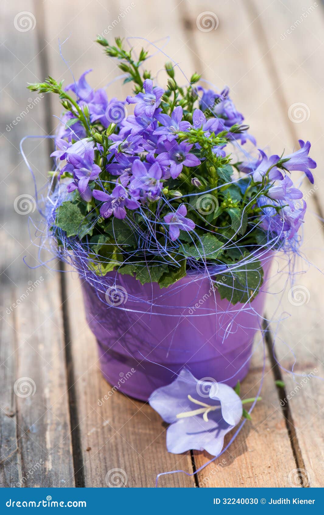 Little bell flower stock photo. Image of nature, flower - 32240030