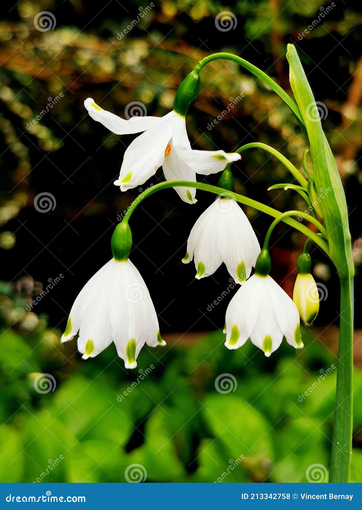 Little Bell Flowers in a Garden Stock Photo - Image of nature, bells ...