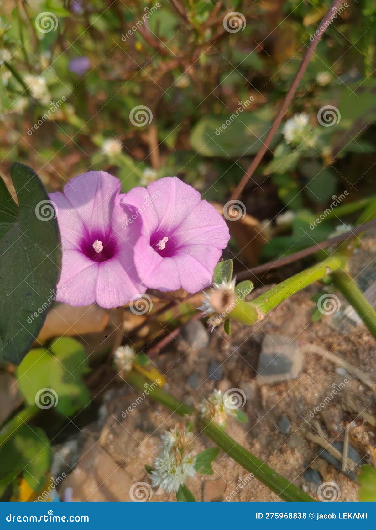 Little Bell Phool Beutiful Full HD Images Wallpaper Stock Photo - Image ...