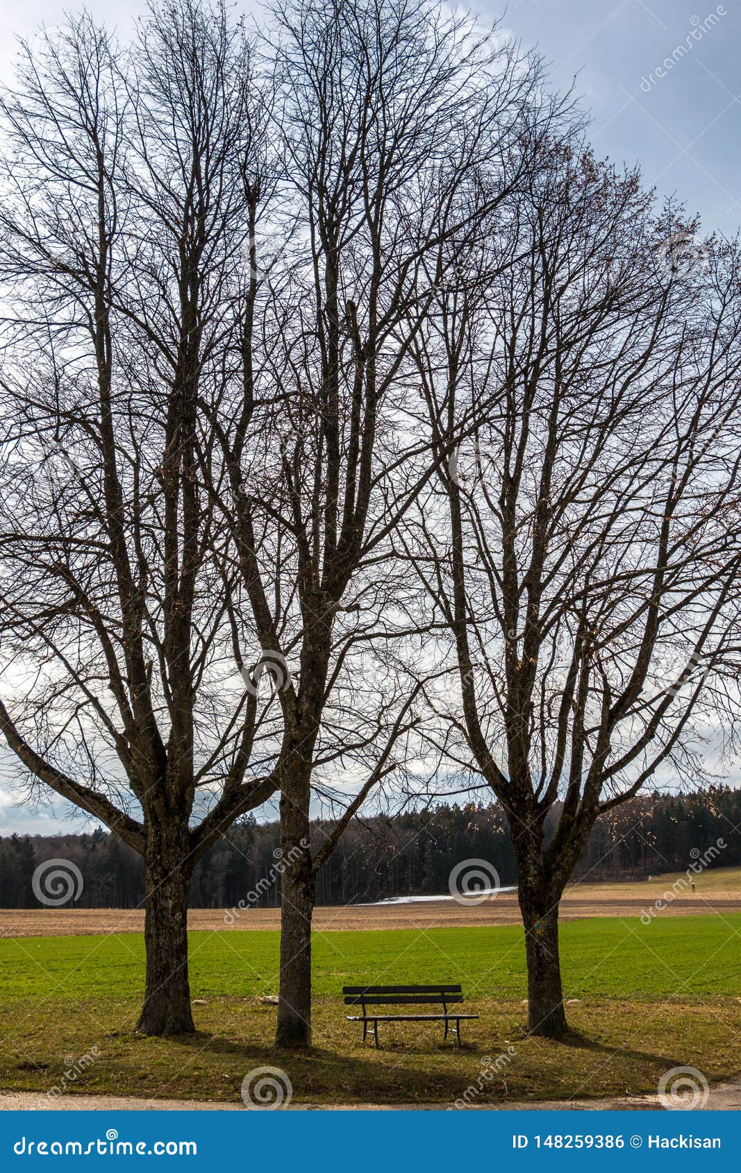Little Bench between High Trees at a Crossroads with Fields and Meadows ...