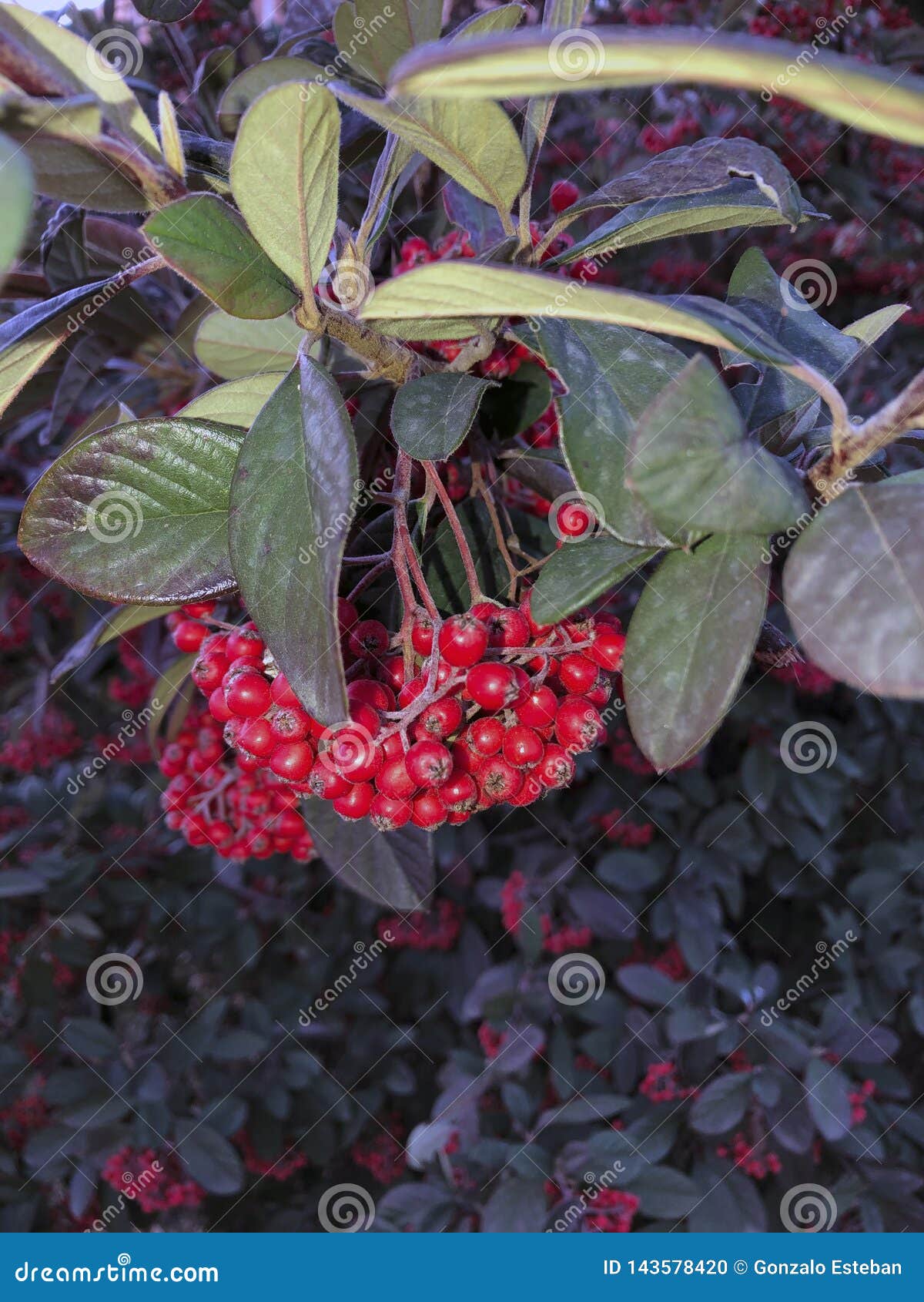 Little berries in the tree stock photo. Image of nature - 143578420